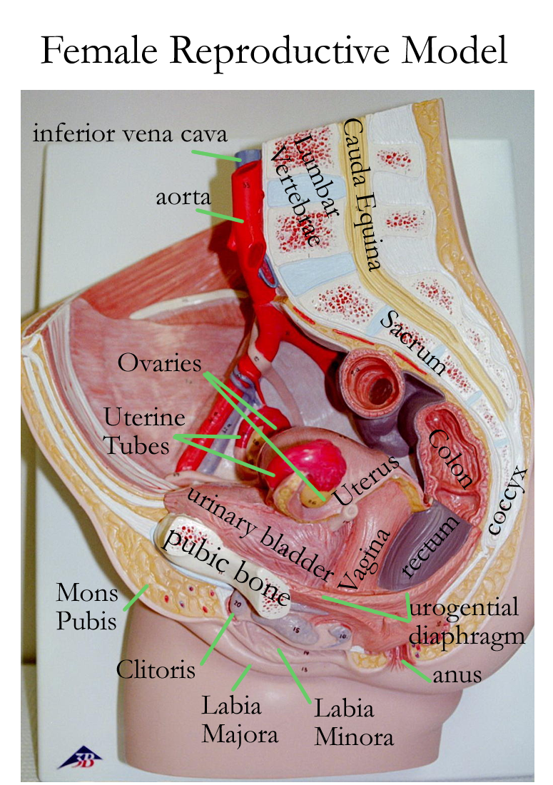 Female Reproductive Organs Model